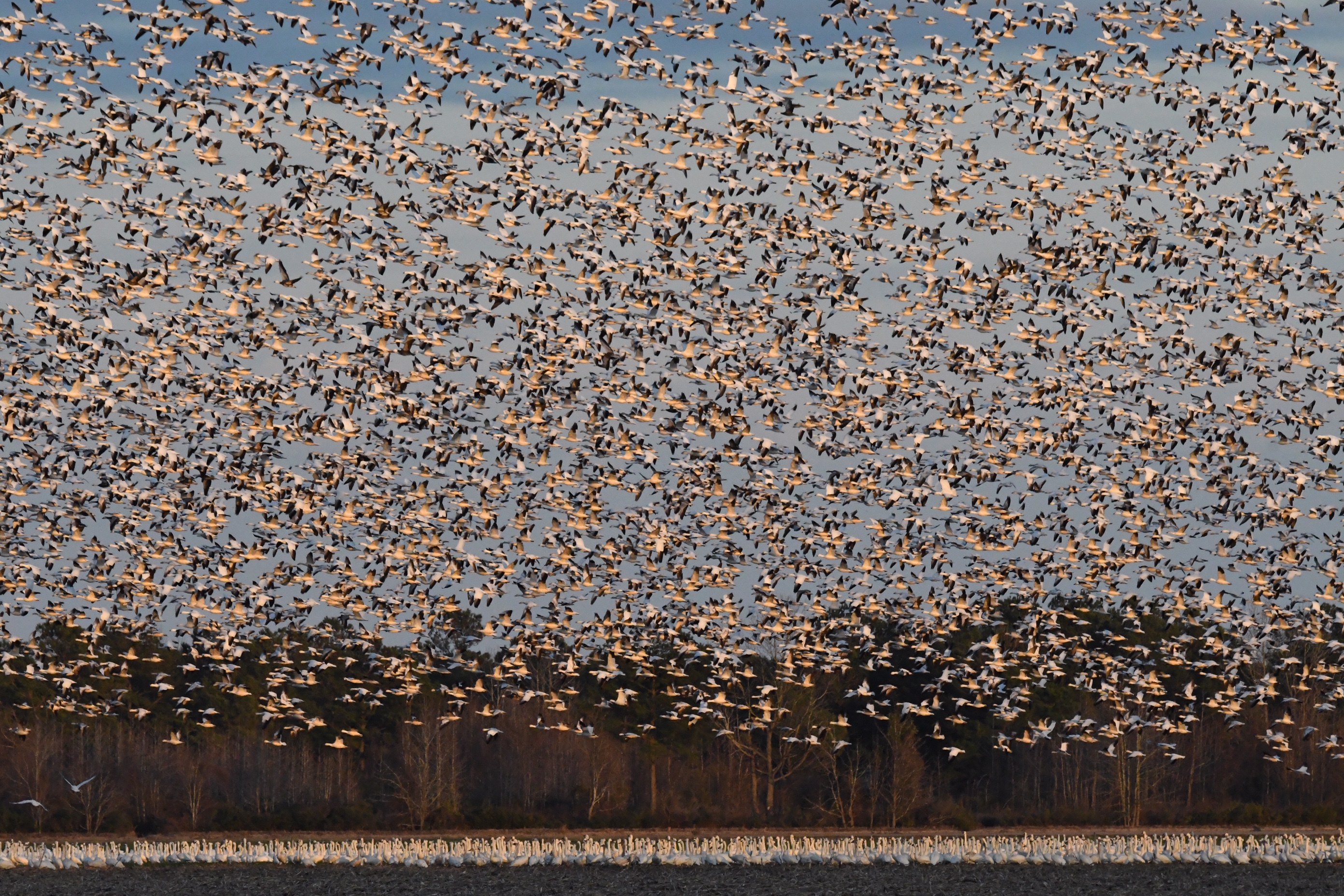 The Earthed Lightning of a Flock of Swans | David Cecelski