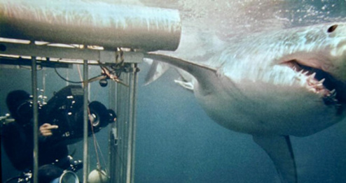Memories of Great White Sharks | David Cecelski